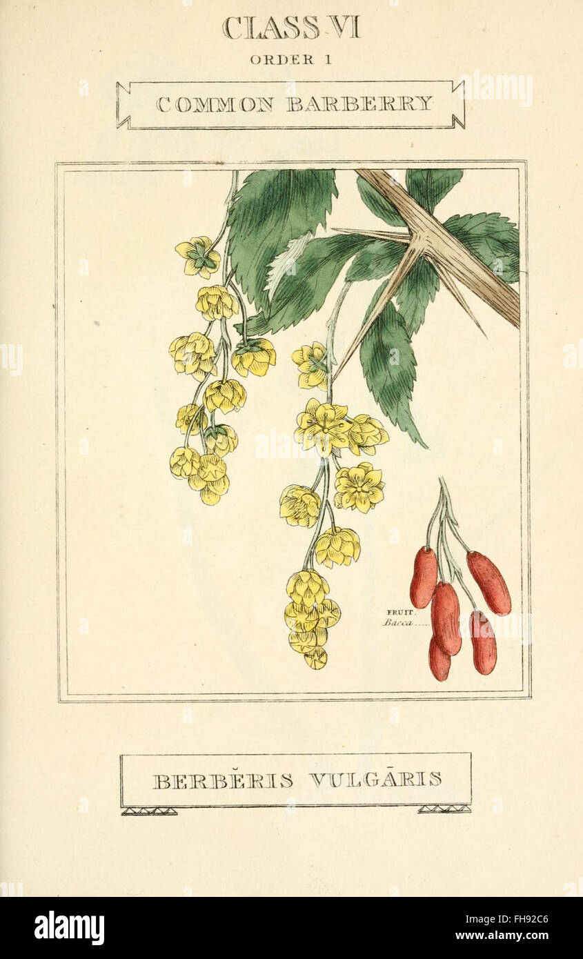 An educational work on the fundamental elements of botany, focusing on ...