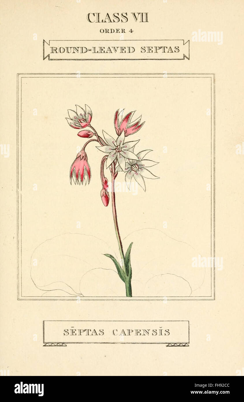 A Work Focusing On The Basic Principles Of Botany Covering Plant Structure Classification And