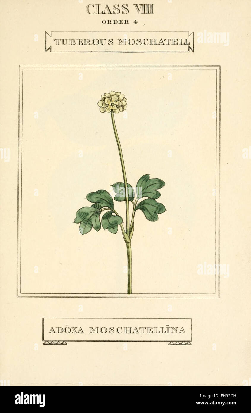 A detailed exploration of botany, featuring classification systems of ...