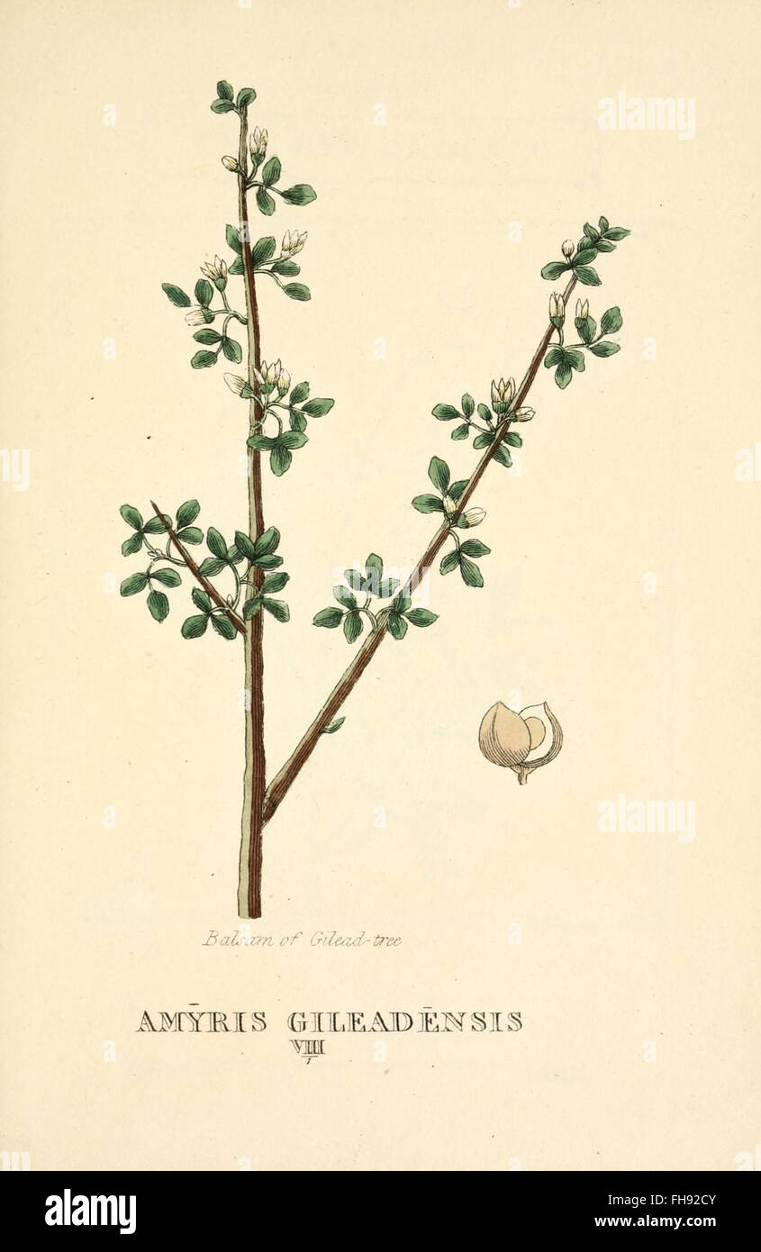 A Botanical Text Providing Foundational Knowledge Of Plant Classification And The Science Of