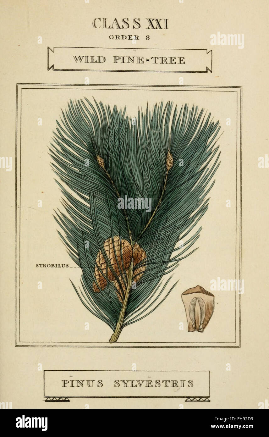 A detailed work on the principles of botany and plant classification ...