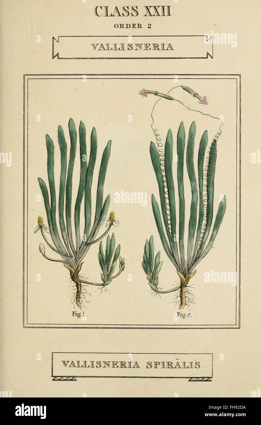 A botanical work focusing on the classification of plants, providing ...