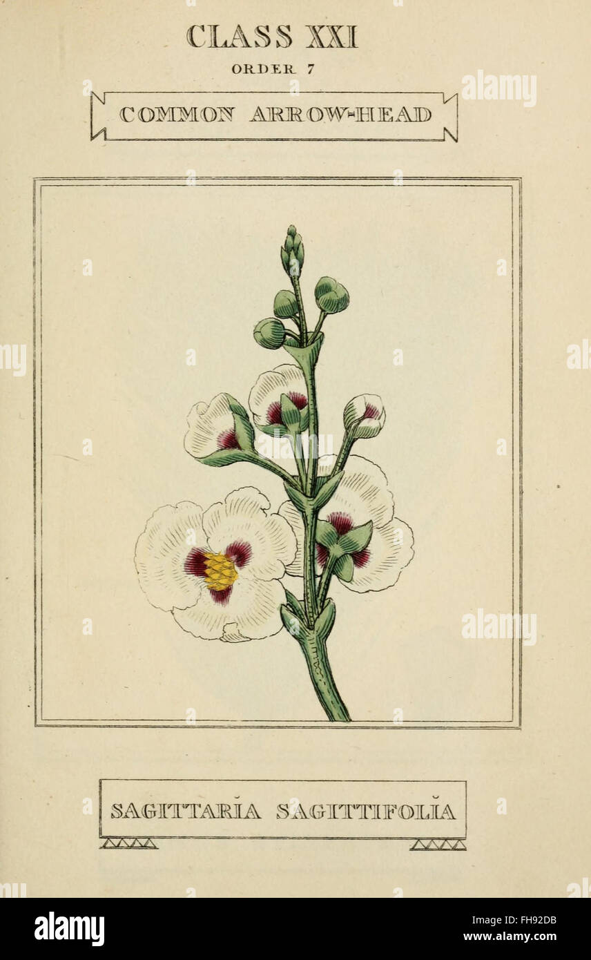 Elements of the Science of Botany is a comprehensive work on plant ...