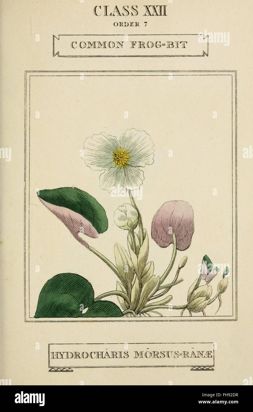 An Introductory Work On The Science Of Botany Focusing On Plant Classification Physiology And