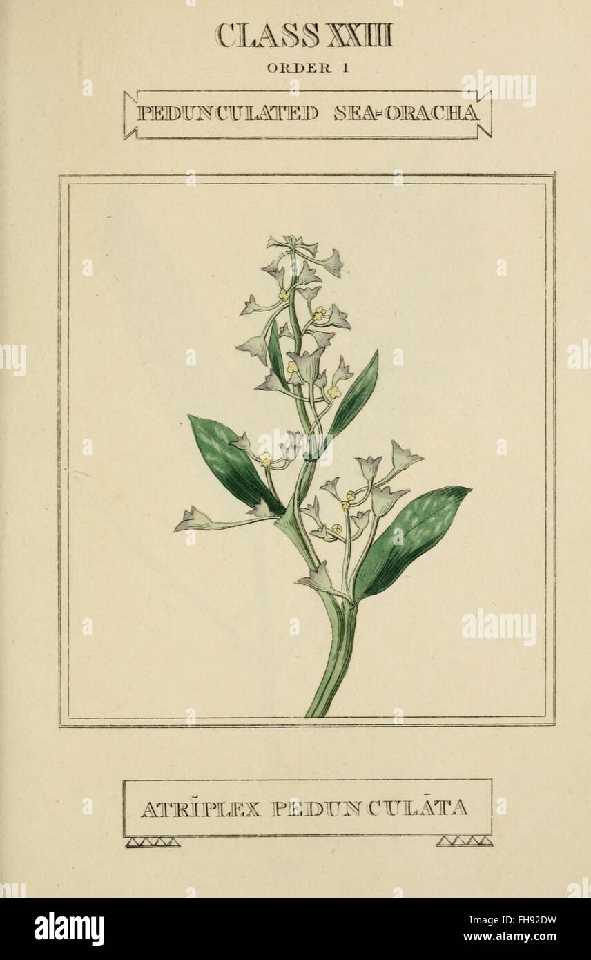 A detailed study of botany, focusing on plant classification, housed in ...