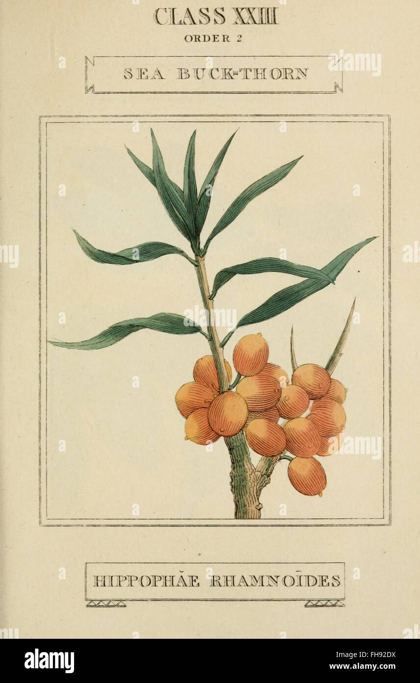 An early botanical work on the classification of plants, featuring ...