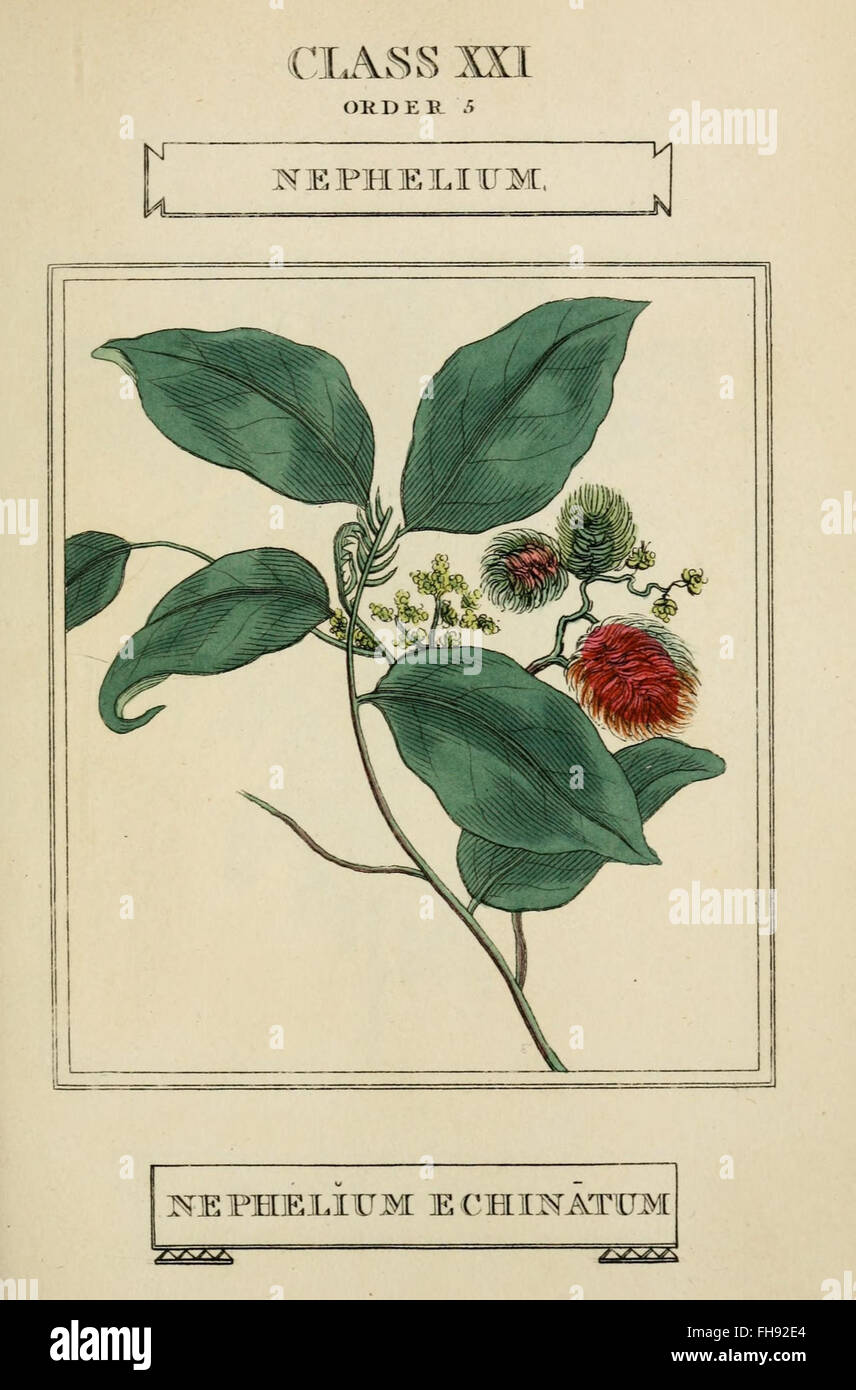 A detailed exploration of botany and plant classification, with ...