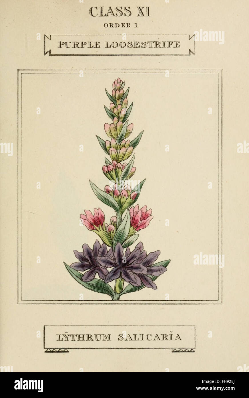 A detailed exploration of botany, featuring classification systems of ...