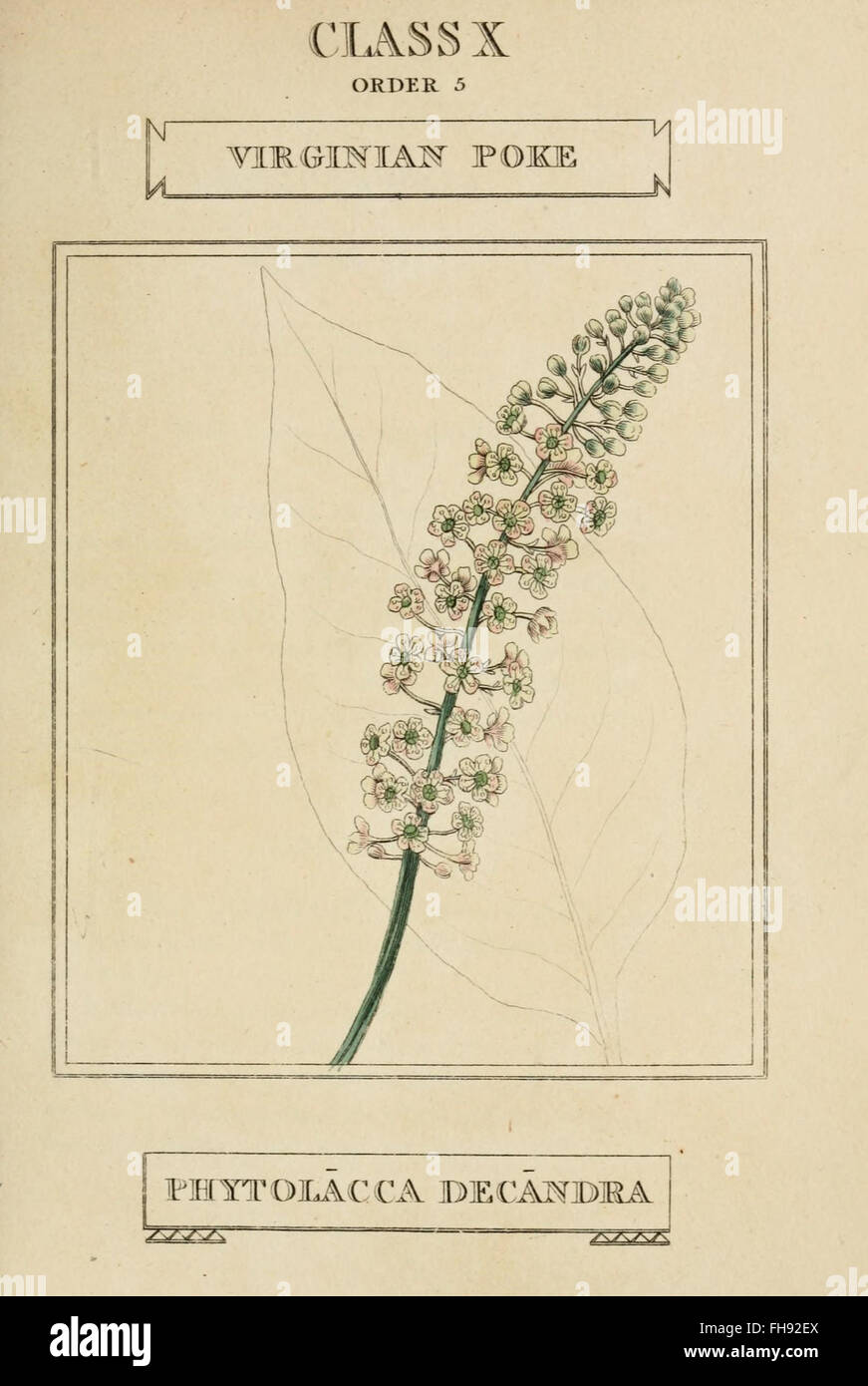 A comprehensive work on the classification and study of plants ...