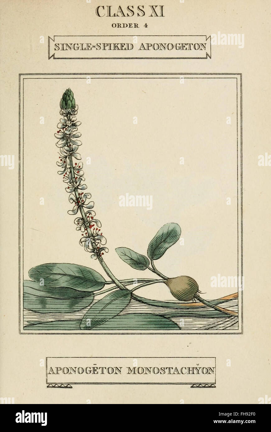 Elements of the science of botany Stock Photo - Alamy