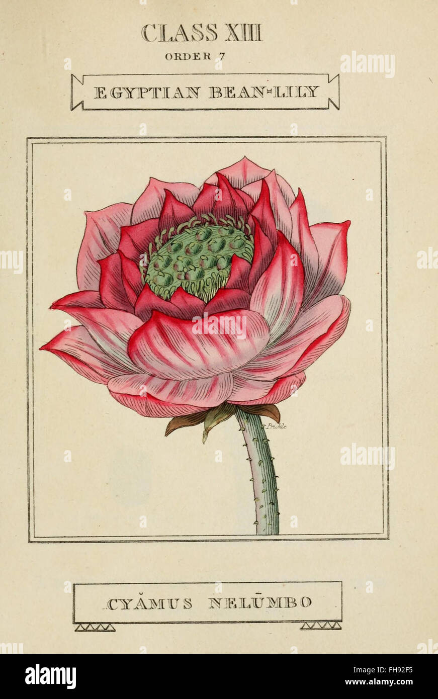 A Foundational Text On The Science Of Botany Covering Plant Classification Characteristics