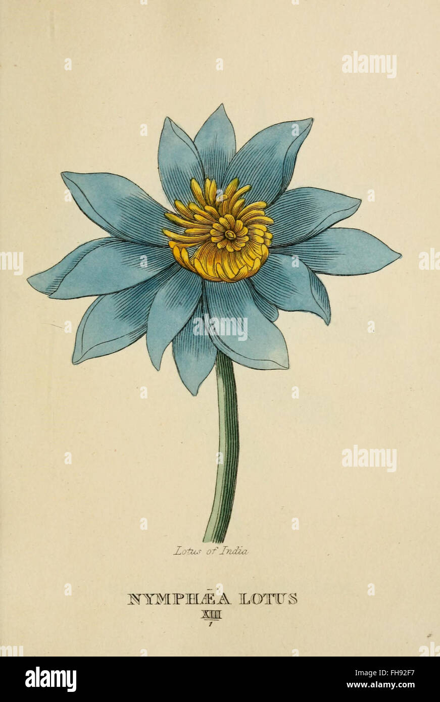 Elements of the science of botany, a fundamental textbook on plant ...