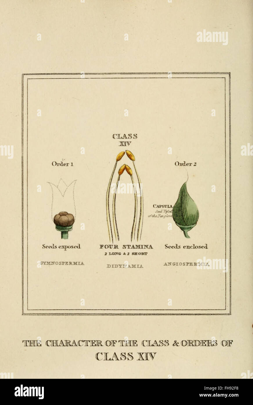 Elements Of The Science Of Botany Classification Of Plants In Botanical Works From The Mertz