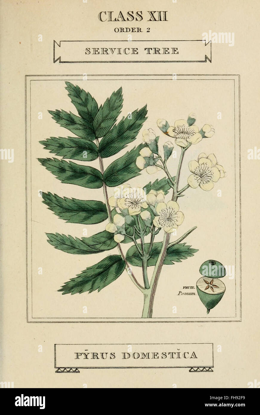A Foundational Work On The Science Of Botany Covering Plant Classification And Botanical