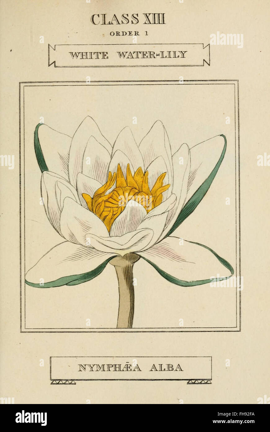 A work detailing the fundamental principles of botany, with a focus on ...