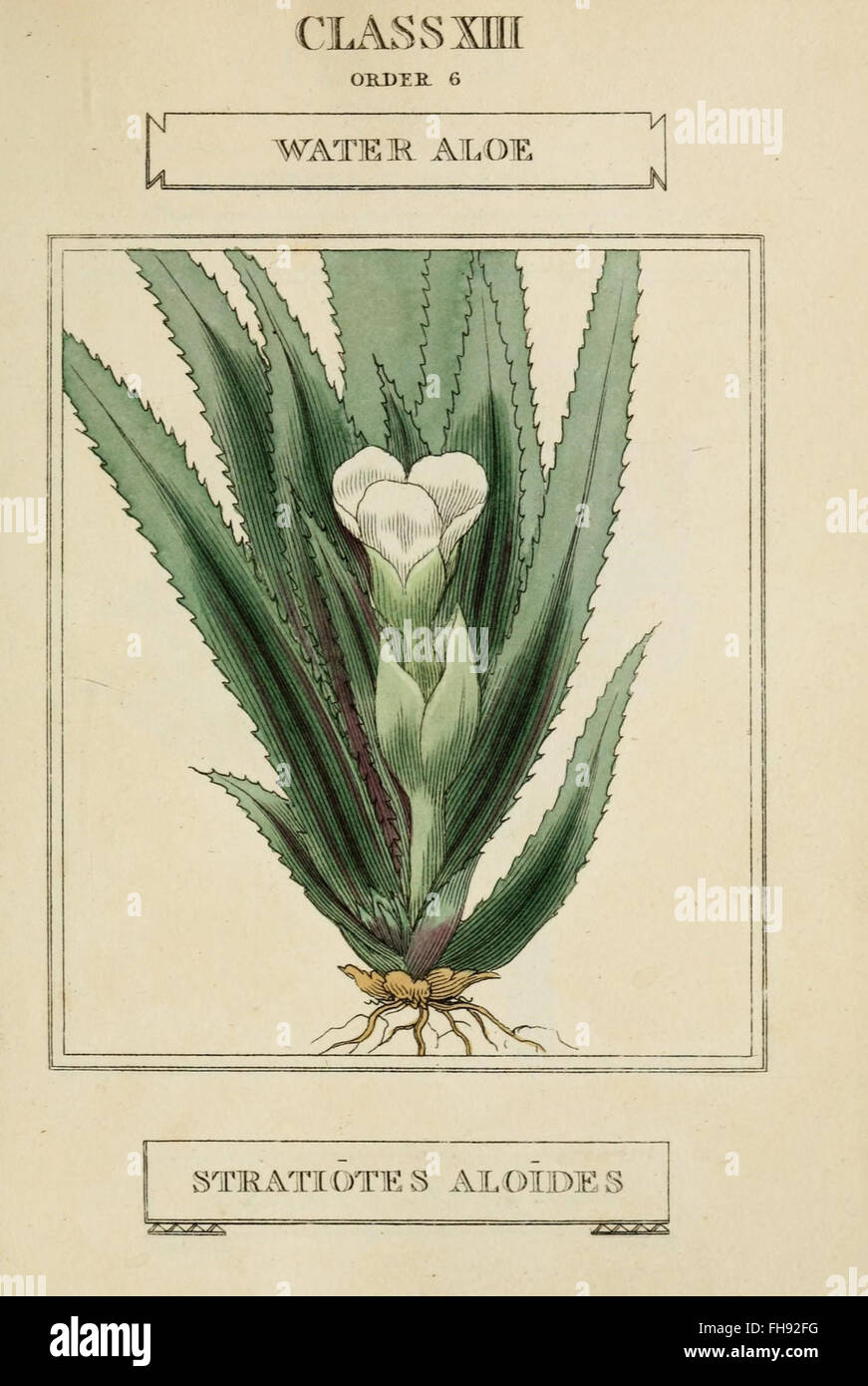 A Foundational Work On Botany Focusing On Plant Classification And The Principles Of Plant