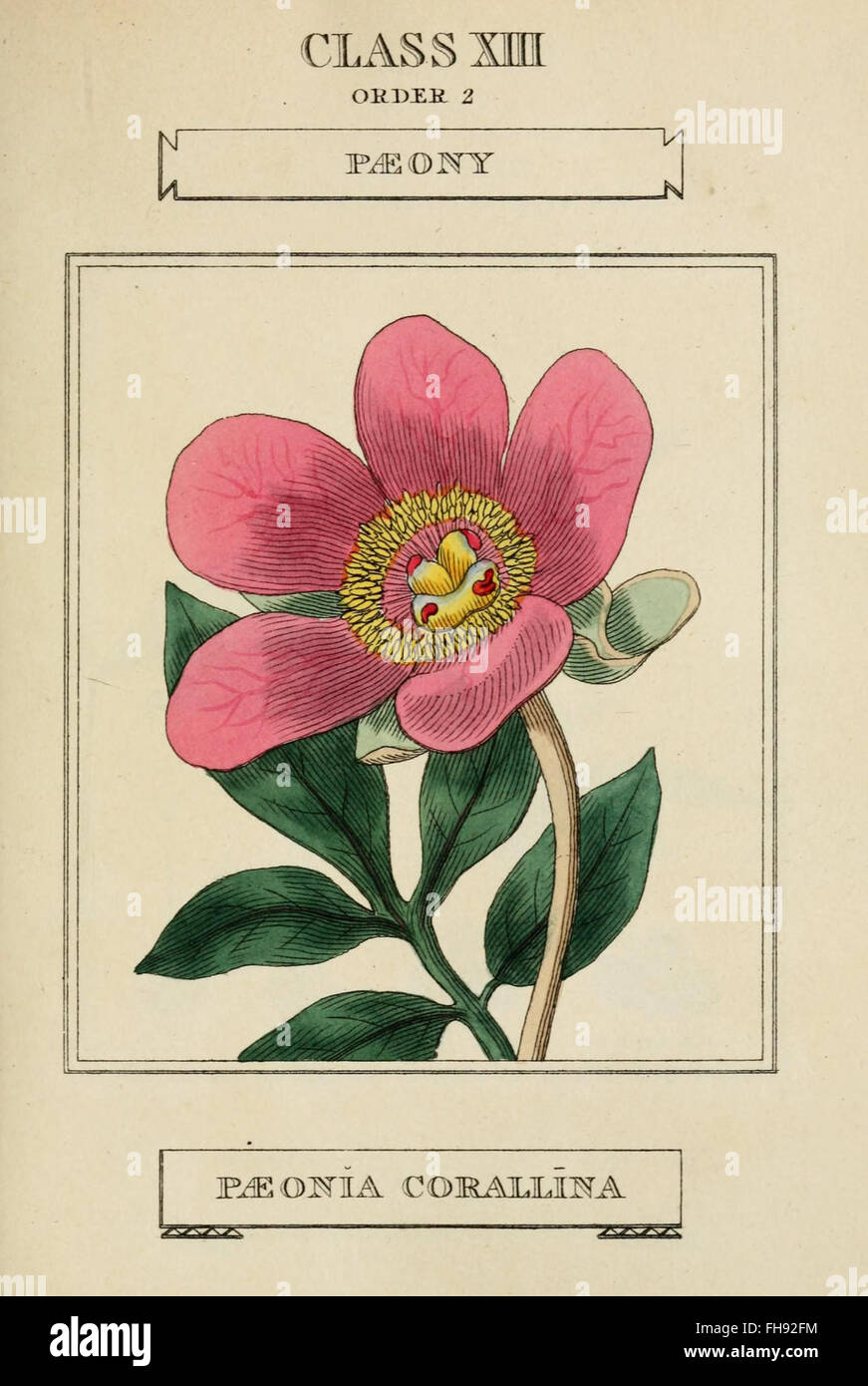 A comprehensive guide to the principles of botany, focusing on plant ...