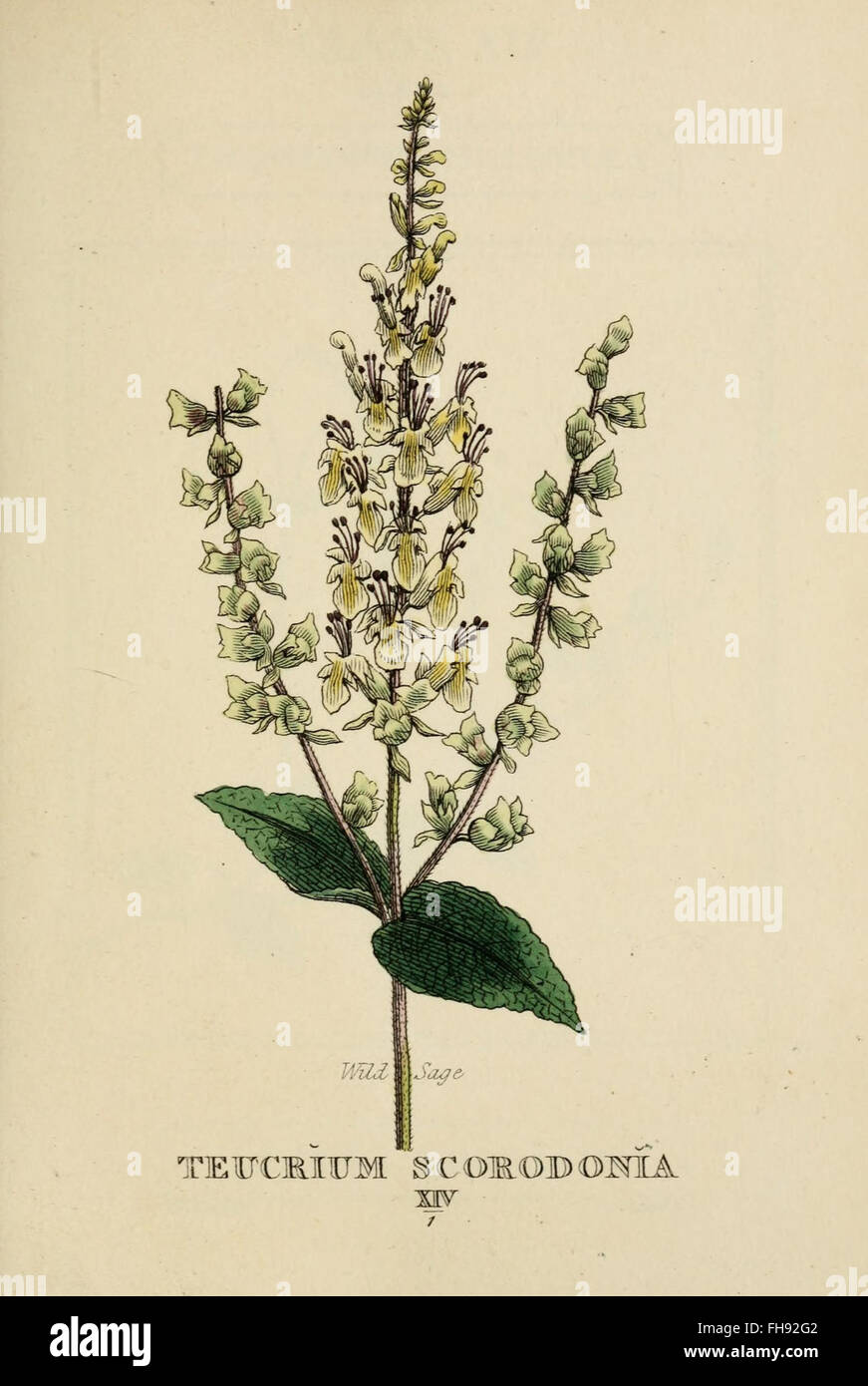 Elements of the science of botany Stock Photo - Alamy