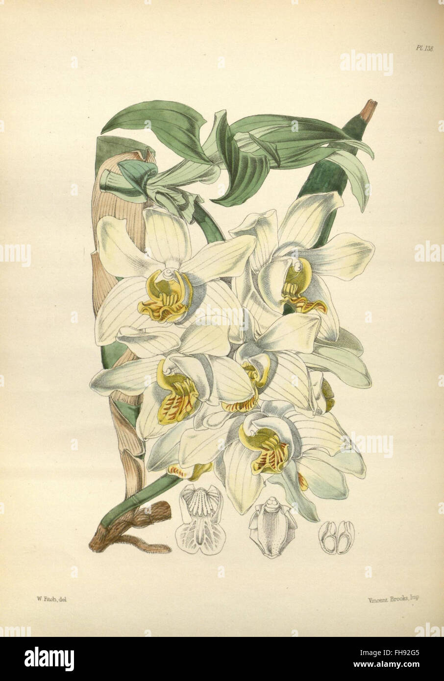 A continued botanical study of orchids, presenting newly discovered ...