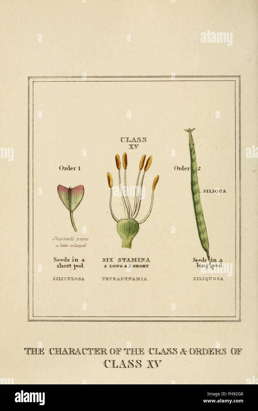 A foundational work detailing the classification of plants, with a ...