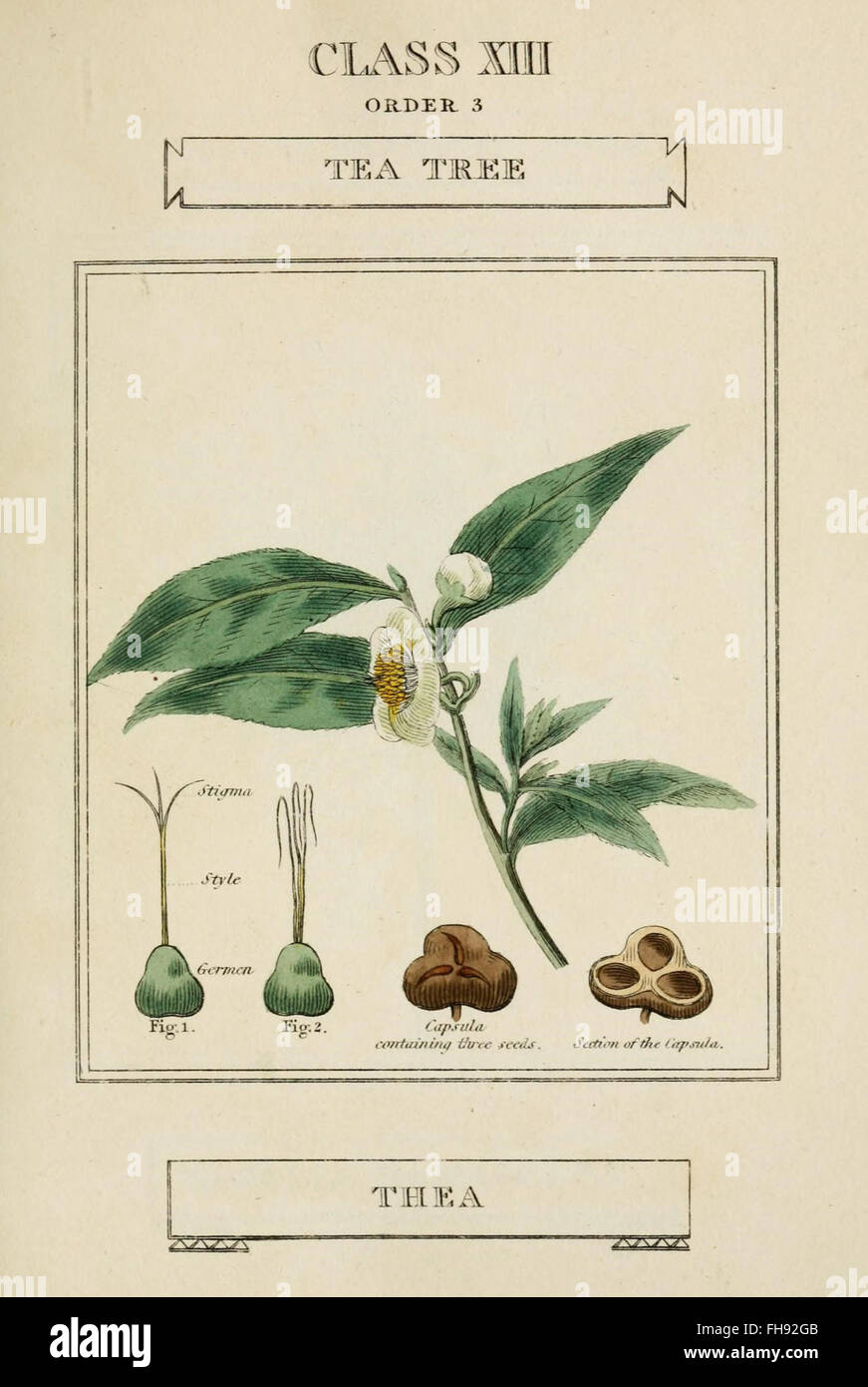 A Botanical Textbook Discussing The Foundational Principles Of Botany And Plant Classification