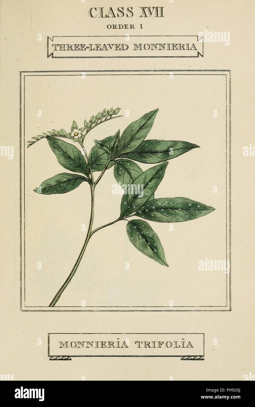 A Foundational Work On The Science Of Botany Discussing Plant Classification And Botanical