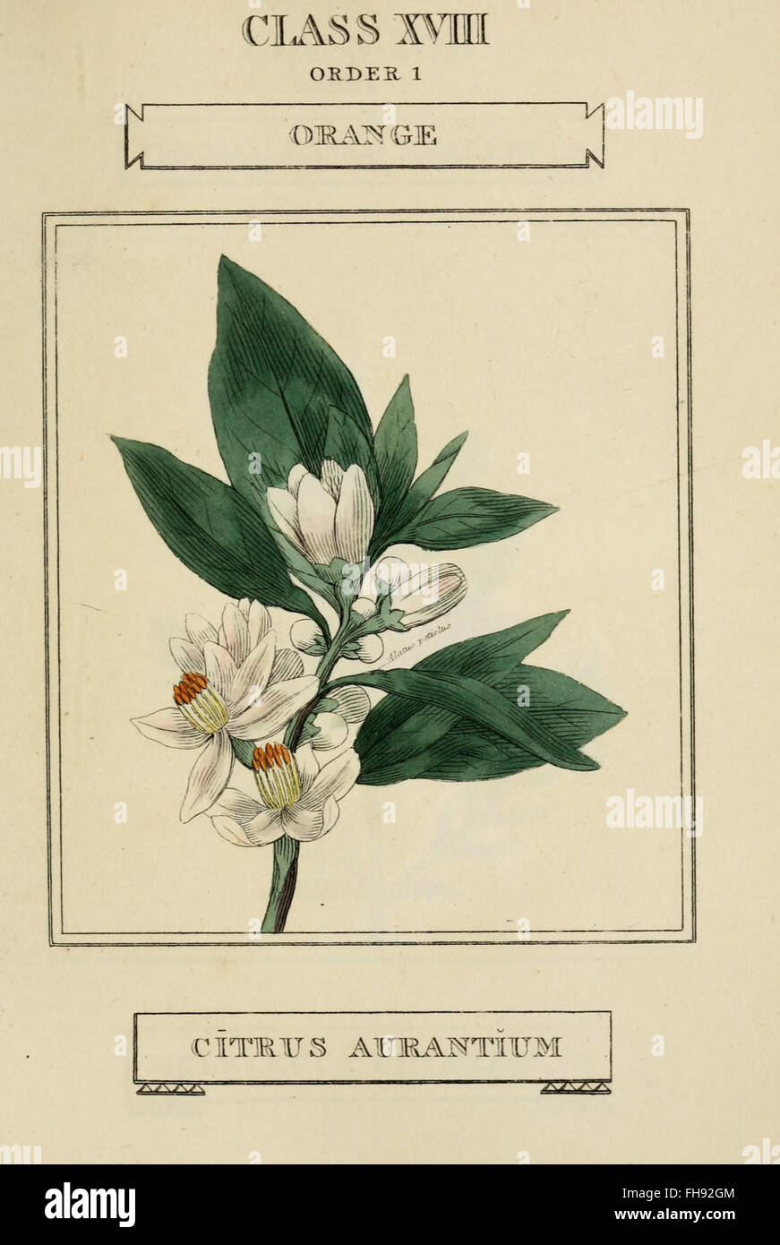 Elements of the science of botany, classification from Mertz Library ...