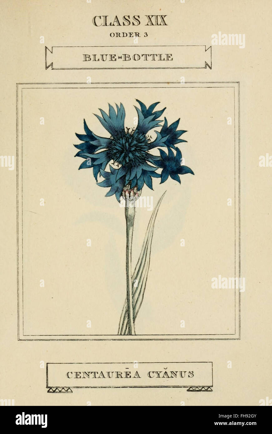 Illustrated work on the classification of plants, detailing botany ...