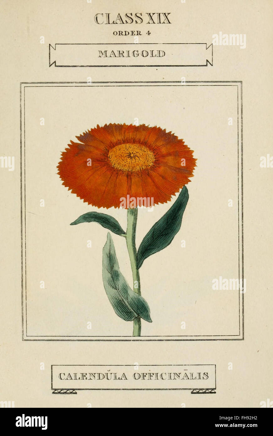 Elements of the Science of Botany, a classification work held in the ...