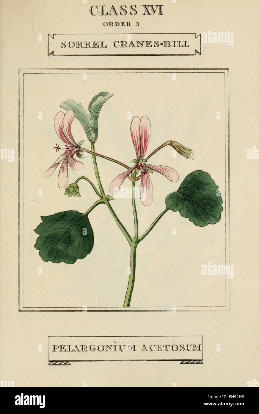 A Foundational Text On Botany Focusing On The Classification Of Plants With Illustrations And