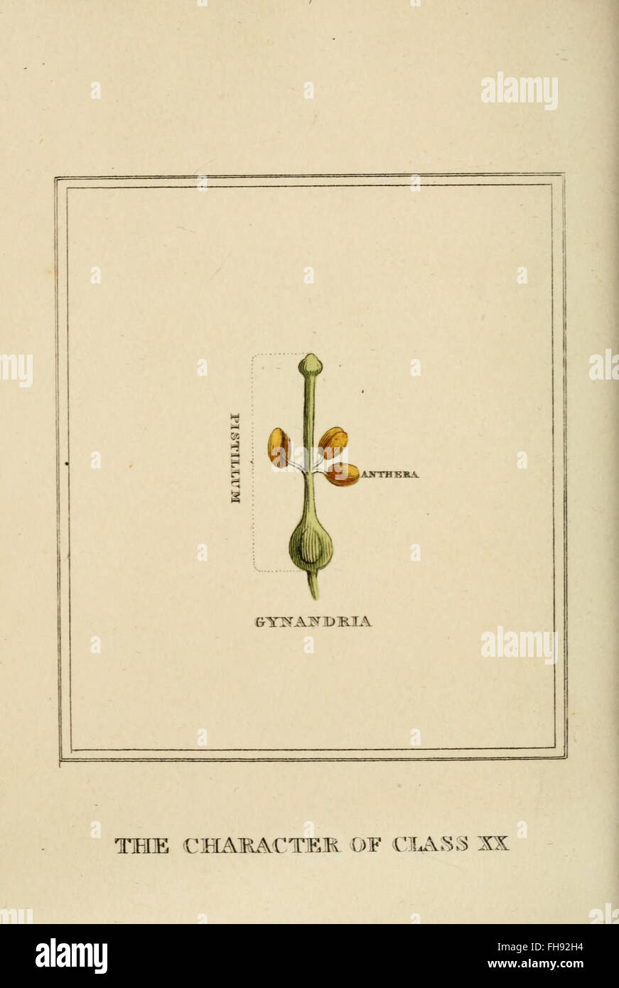 An Important Work On The Science Of Botany Discussing The Classification Of Plants And The