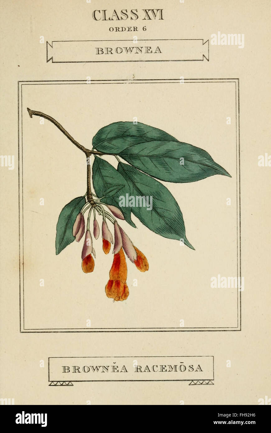 Elements Of The Science Of Botany Is A Foundational Botanical Work Detailing The Classification