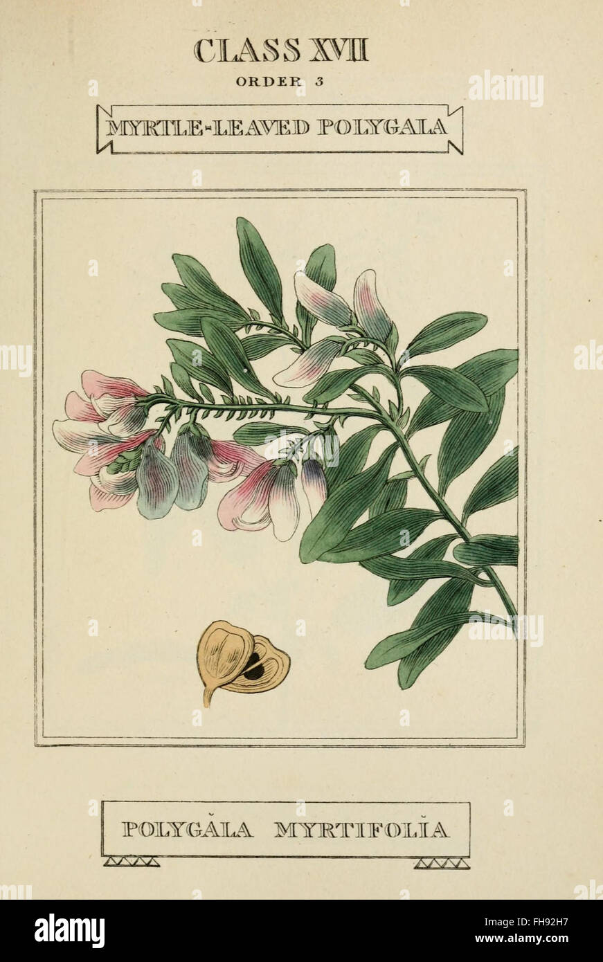 Elements of the Science of Botany, classification of plants, Mertz ...