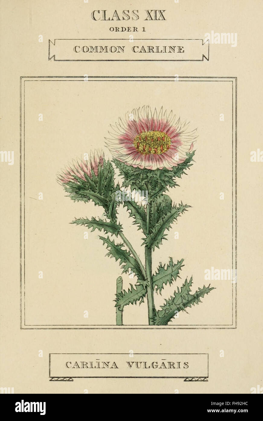 An Important Botanical Work Focusing On The Classification And Science Of Plants Held At The