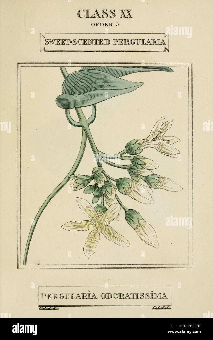 An academic work on the elements of botany, focusing on plant ...