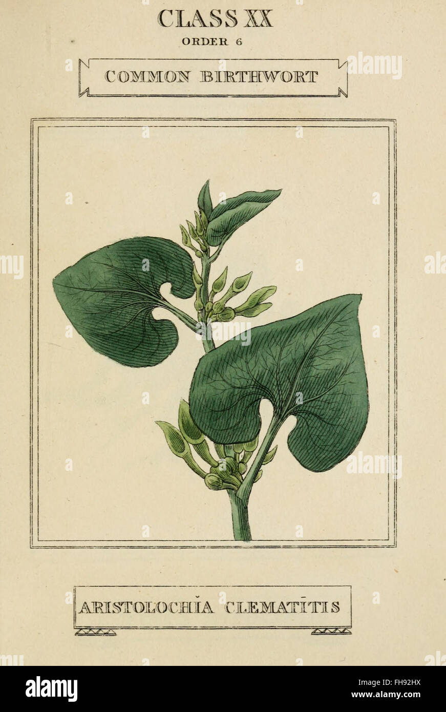 A botanical work focused on the classification of plants, featuring ...