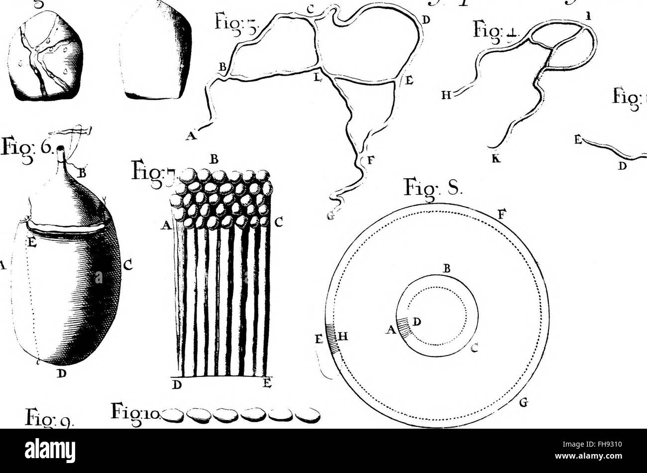 A 1683 letter from A. Leeuwenhoek discussing the anatomy of scales ...