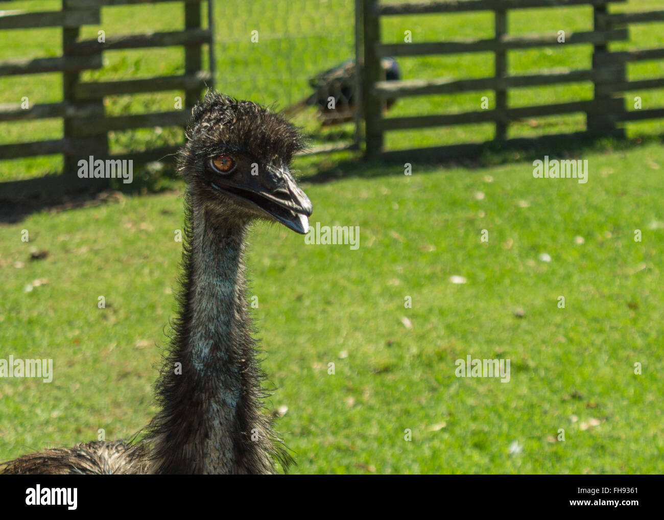 Emu bird hi-res stock photography and images - Alamy