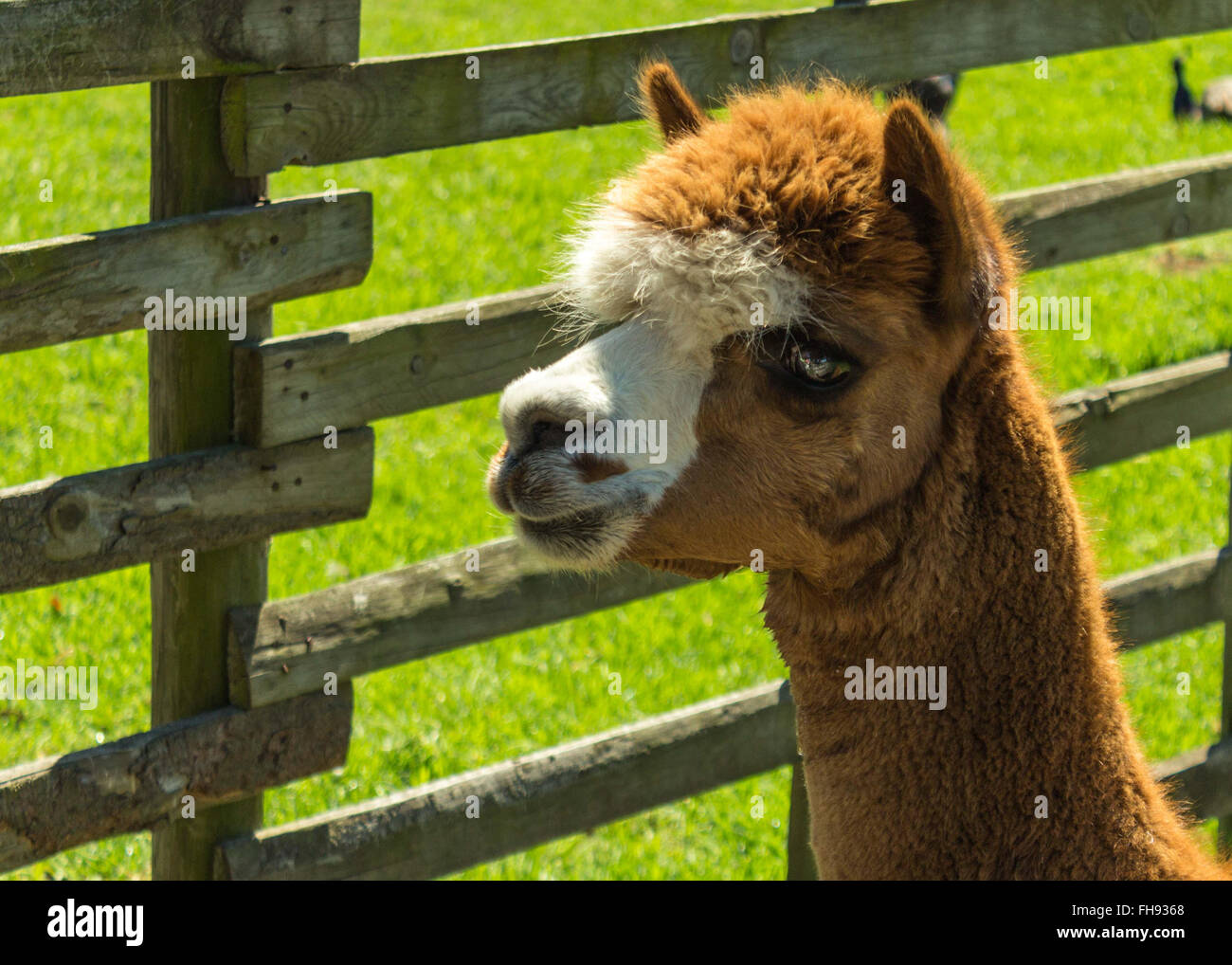 Spitting wood hi-res stock photography and images - Alamy