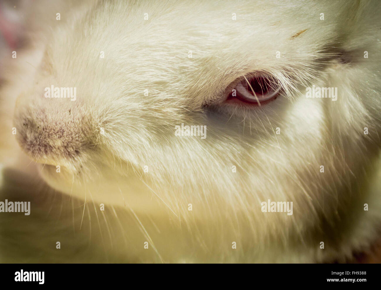 Rabbit eye close up hi-res stock photography and images - Alamy