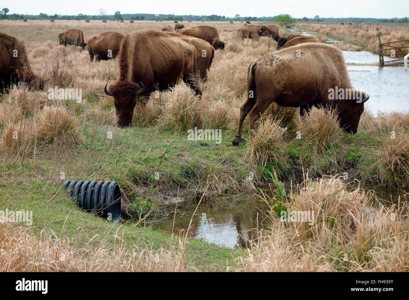 Bison buffalo ranching farming in Florida, USA Stock Photo - Alamy