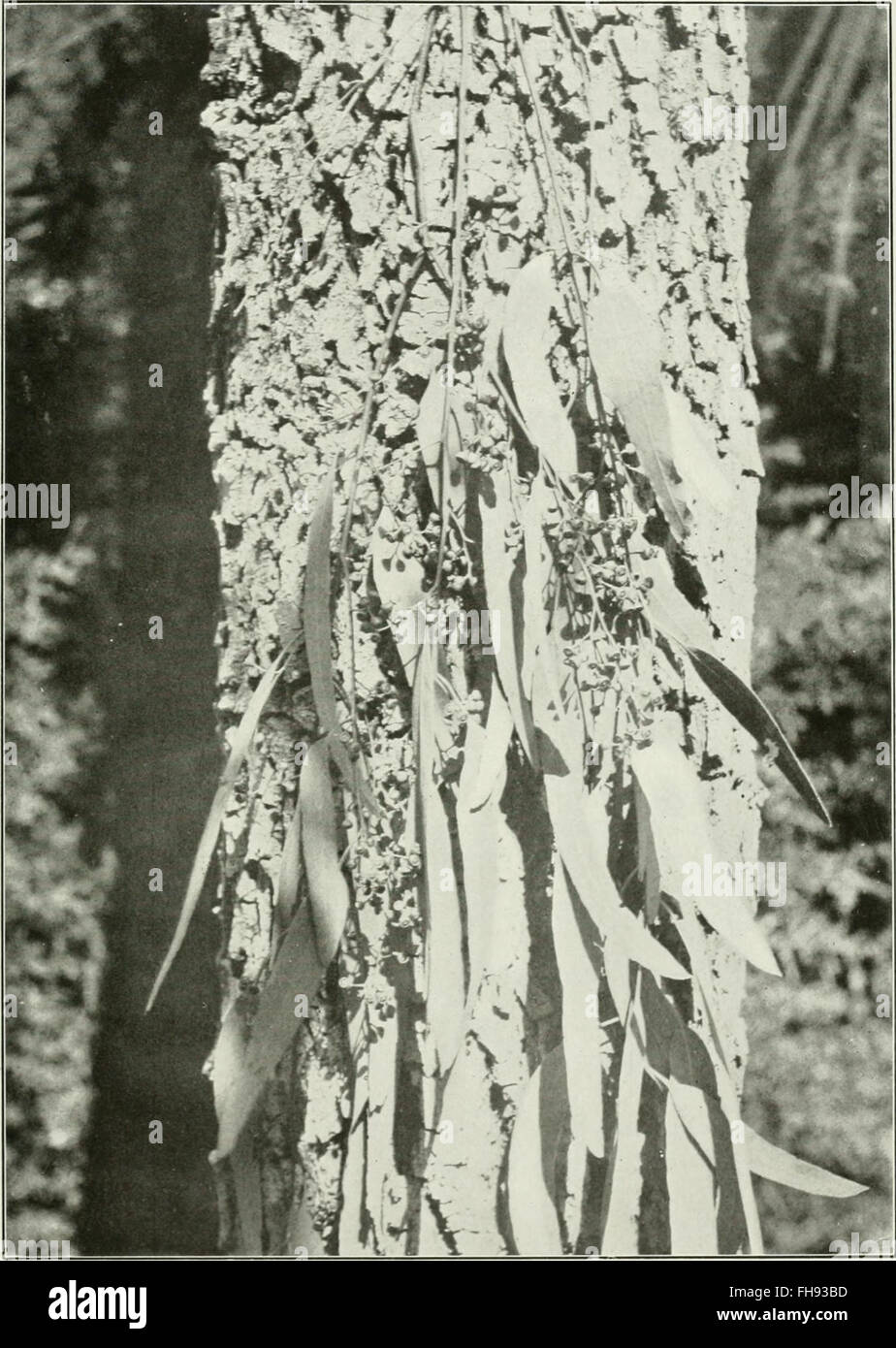 A historical account of the introduction and cultivation of Eucalyptus ...