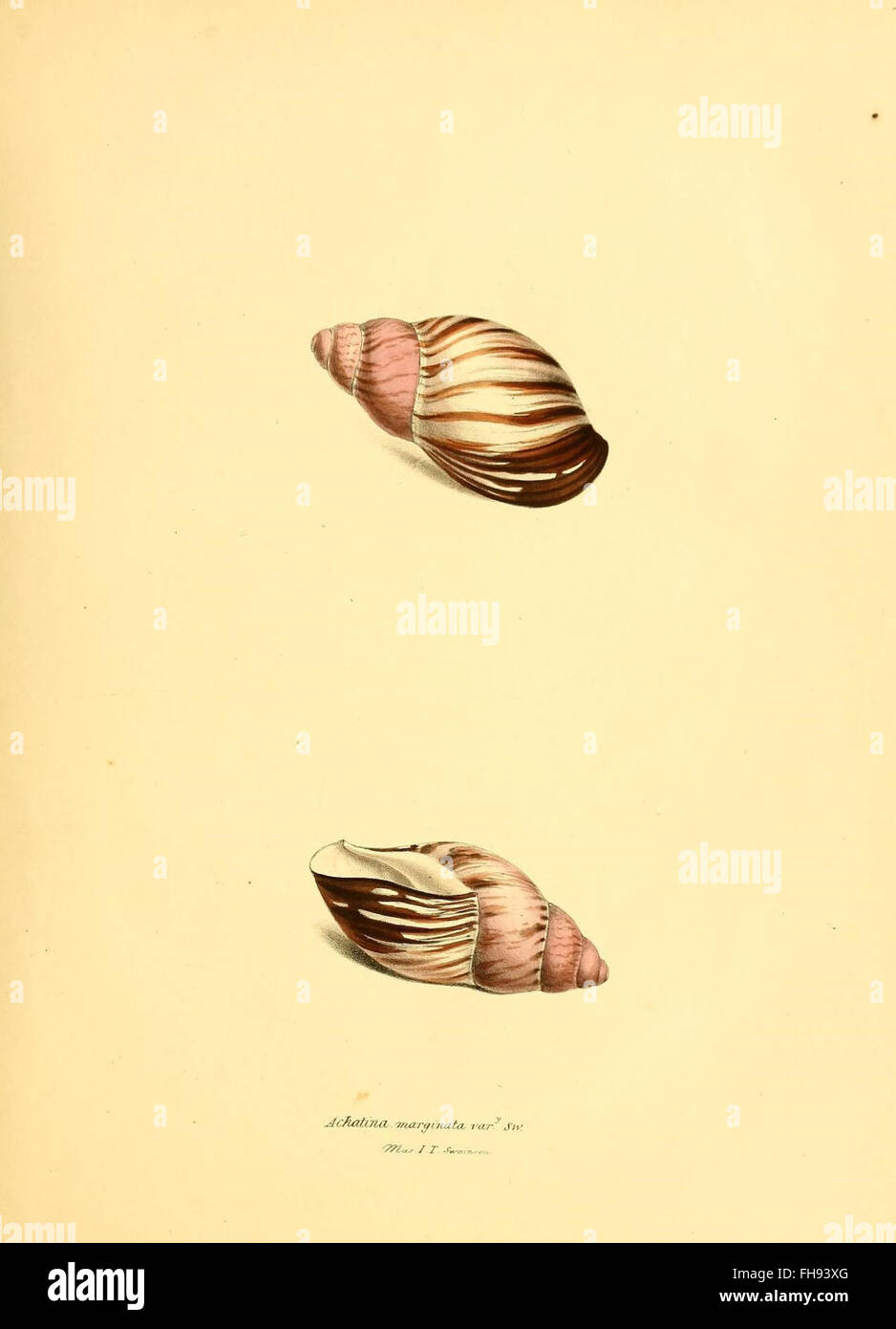 Exotic conchology, Harvard University, MCZ, Ernst Mayr Library Mollusks ...