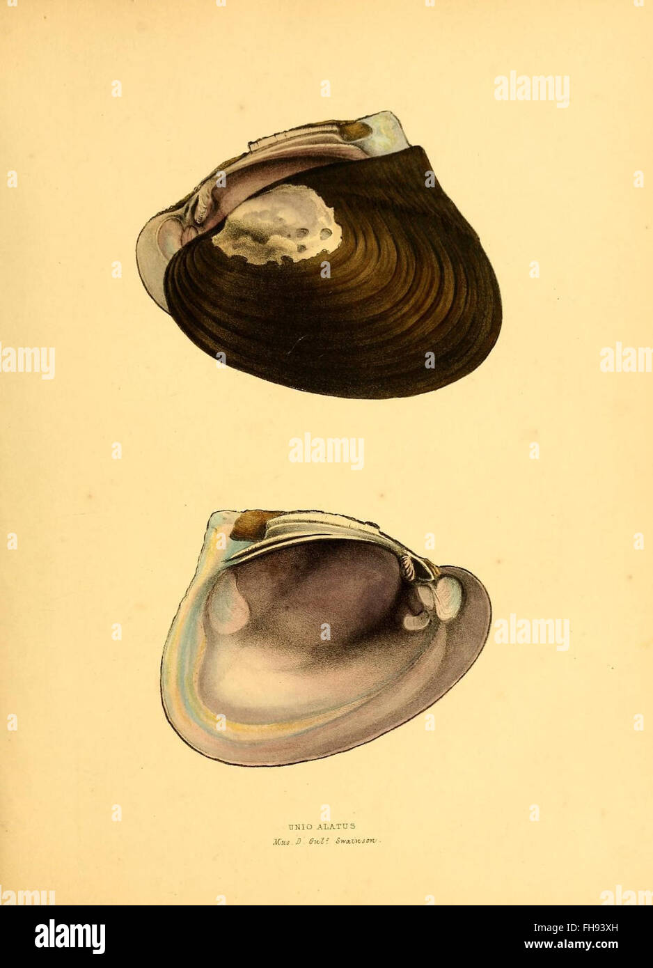 An illustrated collection of exotic mollusk shells, archived in the ...