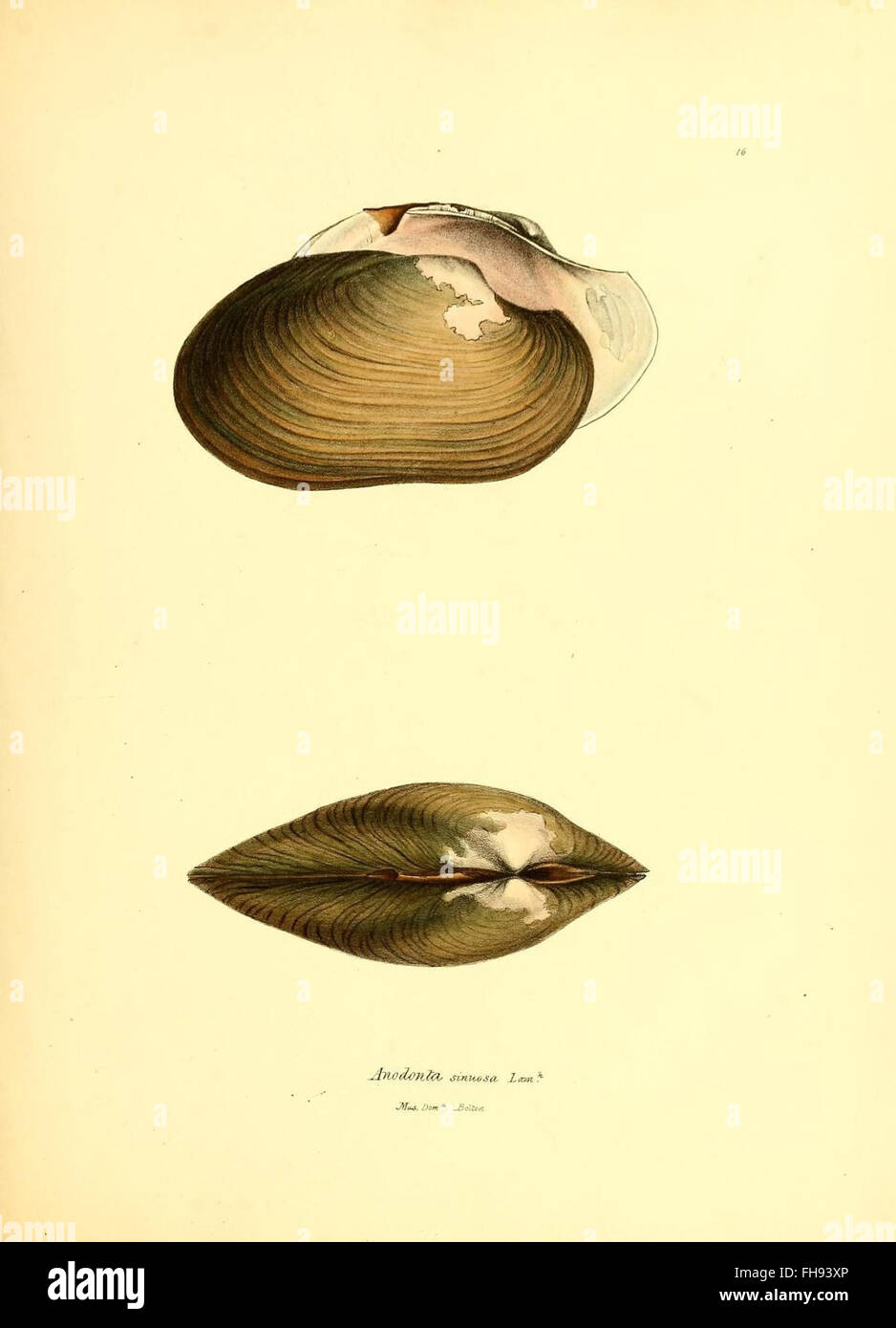 Exotic Conchology, Harvard University, MCZ, Ernst Mayr Library ...