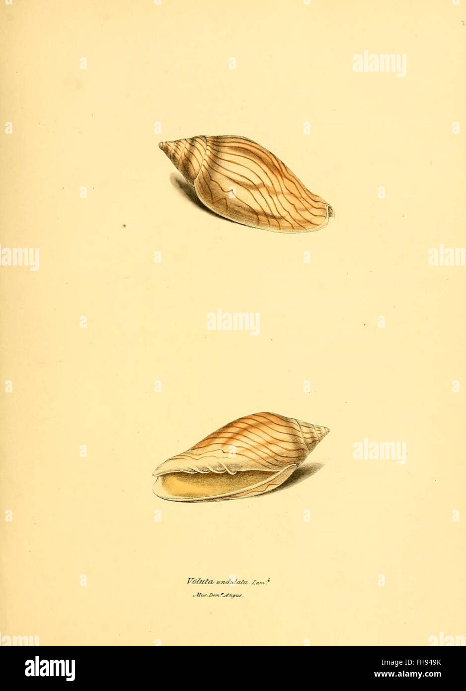 Collection of illustrations of exotic mollusks, shells, and other ...