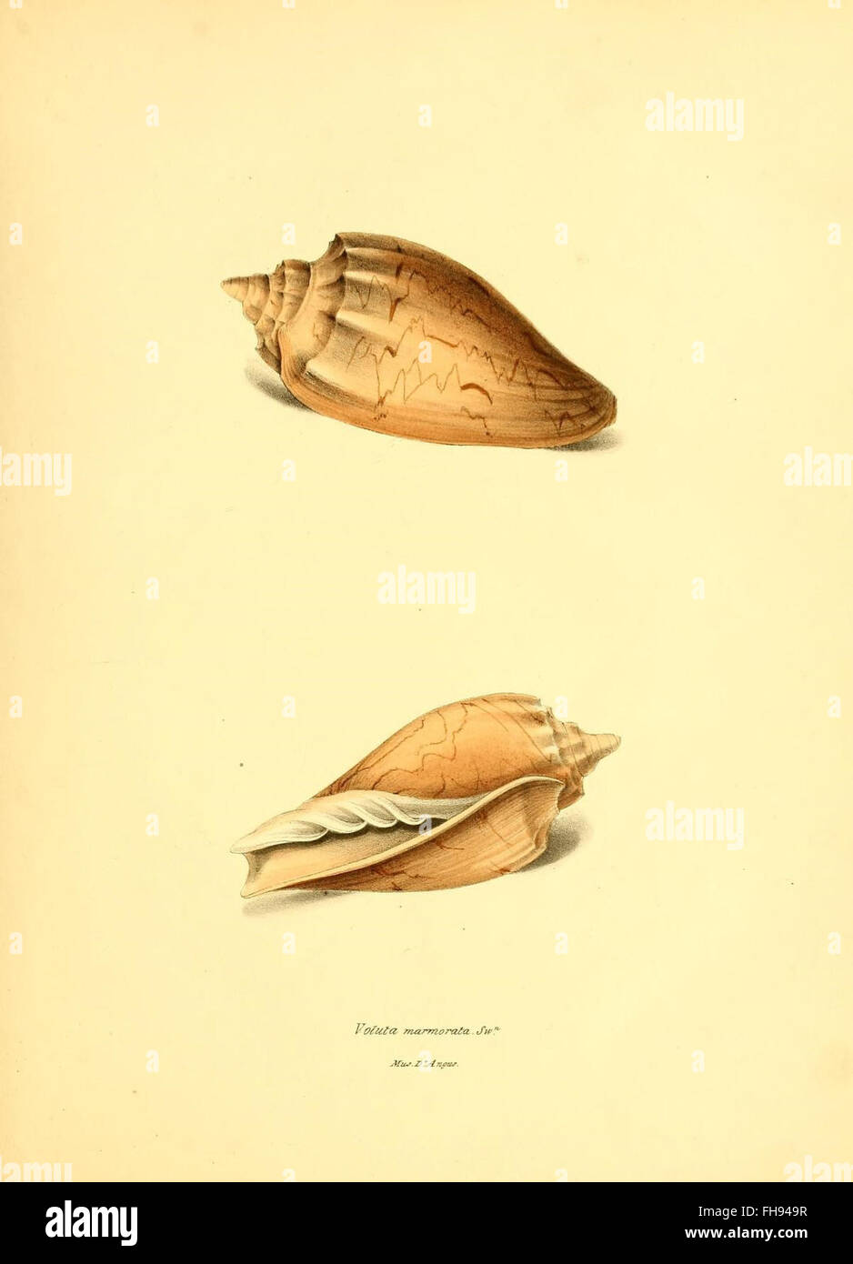 Exotic Conchology, a pictorial work featuring illustrations of exotic ...