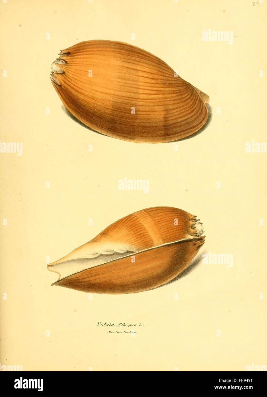 Exotic conchology, Harvard University, MCZ, Ernst Mayr Library ...