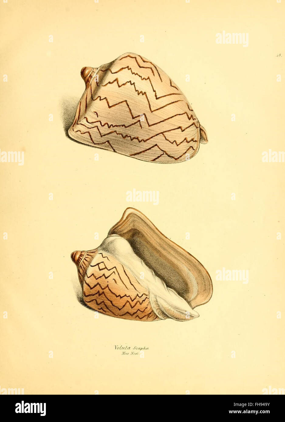 Fascinating world of mollusk shells hi-res stock photography and images ...