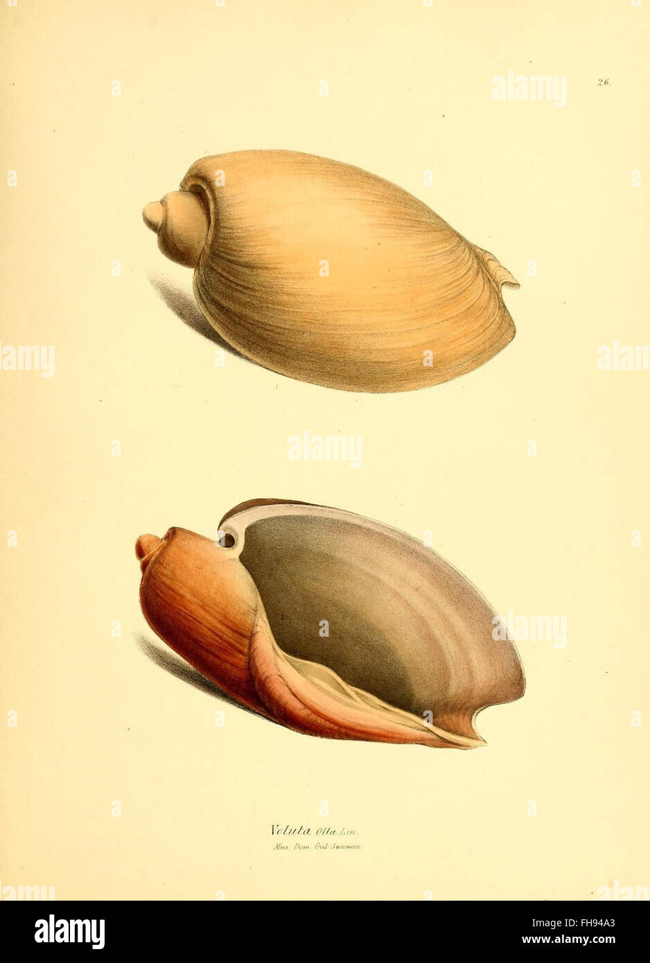 A study on exotic mollusks and shells, featuring species descriptions ...